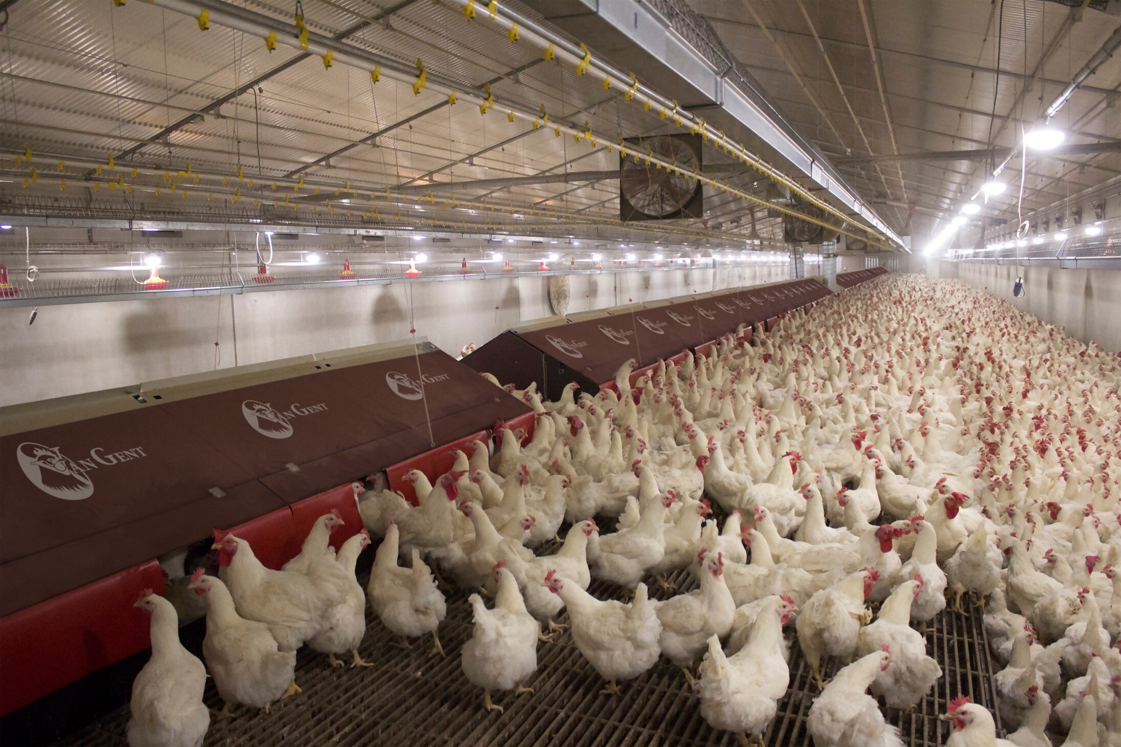 Library breeders - Vencomatic Group